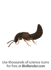 Free Greenhouse Rove Beetle (Dalotia coriaria) Icons, Symbols & Images ...