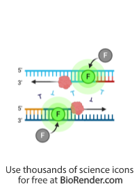 Free RT-PCR (4. Extension) Icons, Symbols & Images | BioRender