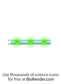 Free RT-PCR (1. Initiation) Icons, Symbols & Images | BioRender