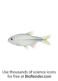 Free Mexican tetra (surface morphotype) Icons, Symbols & Images | BioRender