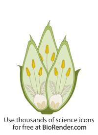 Free Wheat spikelet (Triticum aestivum) Icons, Symbols & Images | BioRender