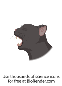 Free Cat (head, open mouth) Icons, Symbols & Images | BioRender