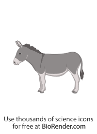 Free Donkey Icons, Symbols & Images | BioRender