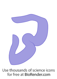 Free Brain (coronal cut, at thalamus, inferior temporal gyrus, middle ...