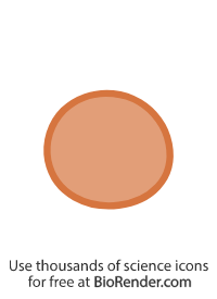 Free Brain (coronal cut, at thalamus, red nucleus) Icons, Symbols ...