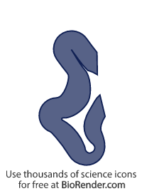 Free Brain (coronal cut, at thalamus, insula) Icons, Symbols & Images ...