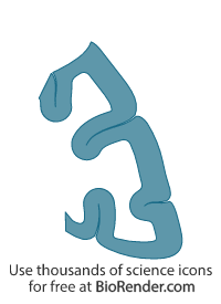 Free Brain (coronal cut, at thalamus, postcentral gyrus) Icons, Symbols ...