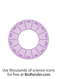 Free Mucous gland (brush) Icons, Symbols & Images | BioRender