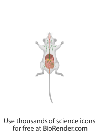 Free Mouse (supine, GI tract, with esophagus and oral cavity, lymph ...
