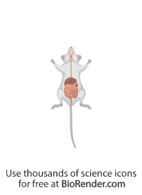 Free Mouse (supine, GI tract, with esophagus and oral cavity) Icons ...