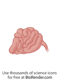 Free Mouse intestines (lateral) Icons, Symbols & Images | BioRender