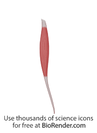 Free Tibialis anterior muscle Icons, Symbols & Images | BioRender