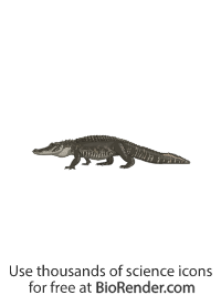 Free America Alligator Icons, Symbols & Images | BioRender
