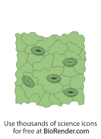 Free Plant surface with stomata (1) Icons, Symbols & Images | BioRender