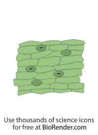 Free Plant surface with stomata Icons, Symbols & Images | BioRender