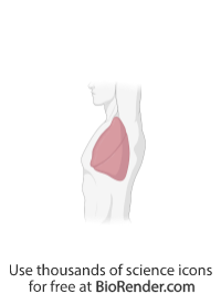 Free Lung (lobe, left, lateral, in male torso) Icons, Symbols & Images ...