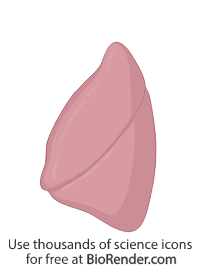 Free Lung (left, lateral) Icons, Symbols & Images | BioRender