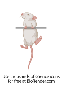 Free Mouse pup (old, bar cling) Icons, Symbols & Images | BioRender