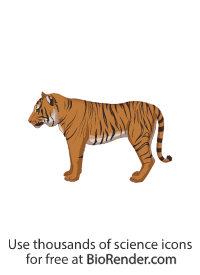 Free Malayan tiger Icons, Symbols & Images | BioRender