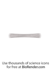 Free Tendon Icons, Symbols & Images | BioRender