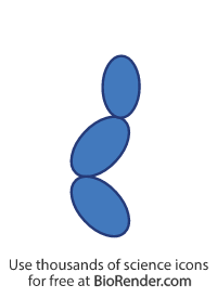 Free IL-6R (soluble) Icons, Symbols & Images | BioRender