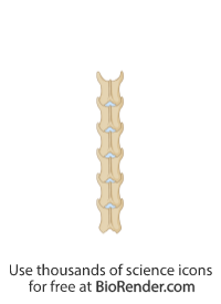 Free Rat lumbar vertebrae (dorsal view) Icons, Symbols & Images | BioRender