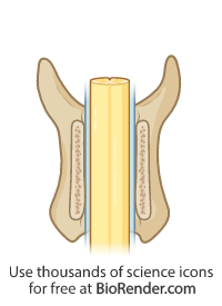 Free Rat vertebra showing spinal cord (lumbar, dorsal view) Icons ...