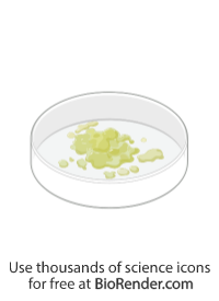 Free Petri dish (with sputum) Icons, Symbols & Images | BioRender