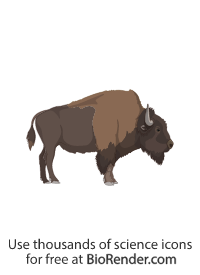 Free American bison Icons, Symbols & Images | BioRender