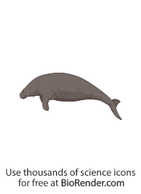 Free Steller's sea cow (Hydrodamalis gigas) Icons, Symbols & Images ...