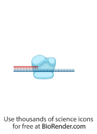 Free DNA polymerase (transcribing) Icons, Symbols & Images | BioRender