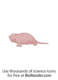 Free Mouse pup (young, turning) Icons, Symbols & Images | BioRender