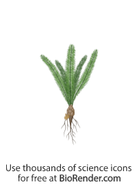 Free Cycad (with roots) Icons, Symbols & Images | BioRender