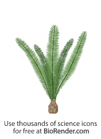 Free Cycad Icons, Symbols & Images | BioRender