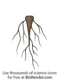 Free Cycad Root Icons, Symbols & Images | BioRender