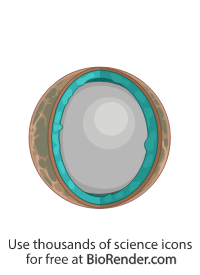 Free Nanosphere Icons, Symbols & Images | BioRender