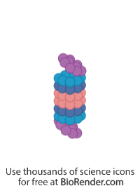 Free Proteasome (editable) Icons, Symbols & Images | BioRender