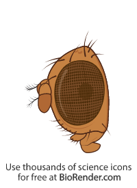 Free Drosophila head (lateral, sepia eye) Icons, Symbols & Images ...