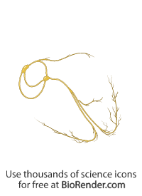 Free Bundle of His Icons, Symbols & Images | BioRender