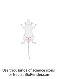 Free Mouse (male reproductive tract, on mouse) Icons, Symbols & Images ...