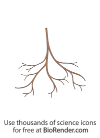 Free Roots Icons, Symbols & Images | BioRender