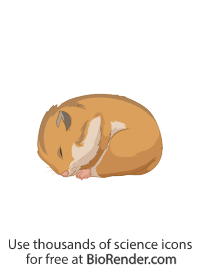 Free Hamster (hibernation) Icons, Symbols & Images | BioRender