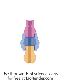 Free Type 1 secretion system Icons, Symbols & Images | BioRender