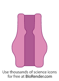 Free Type 1 secretion system (TolC) Icons, Symbols & Images | BioRender