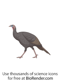 Free Turkey (female) Icons, Symbols & Images | BioRender