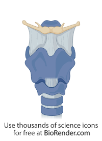 Free Larynx (anterior) Icons, Symbols & Images | BioRender