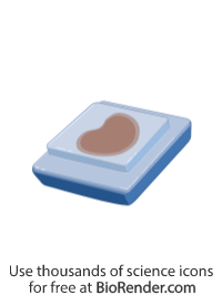 Free FFPE sample (kidney) Icons, Symbols & Images | BioRender