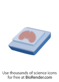 Free FFPE sample (brain) Icons, Symbols & Images | BioRender