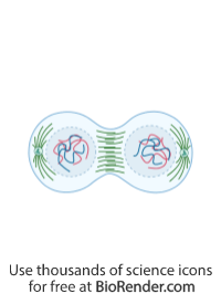 Free Mitosis (4b. Late anaphase) Icons, Symbols & Images | BioRender