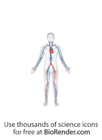 Free Circulatory system (male) Icons, Symbols & Images | BioRender